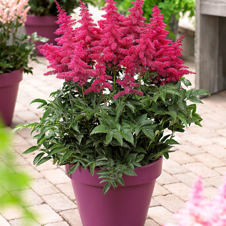 Tudo Sobre a Flor Astilbe: Características, Nome Cientifico e Fotos ...