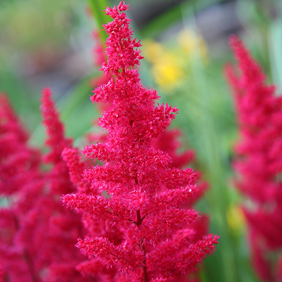 Astilbe Curiosidades e Fatos Interessantes Sobre a Flor | Mundo Ecologia