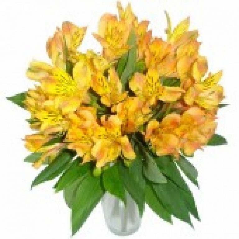 Tudo Sobre a Astromélia: Características, Nome Cientifico e Fotos ...