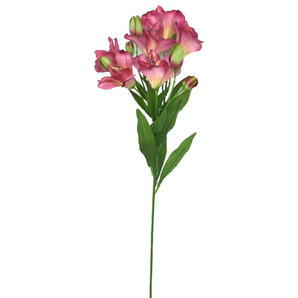 Tudo Sobre a Astromélia: Características, Nome Cientifico e Fotos ...