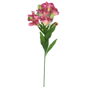 Tudo Sobre a Astromélia: Características, Nome Cientifico e Fotos ...