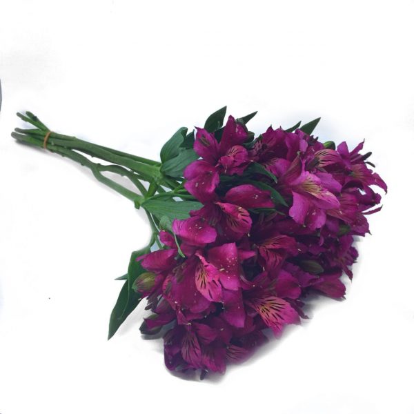 Tudo Sobre a Astromélia: Características, Nome Cientifico e Fotos ...