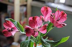 Cultivo da Astromélia no Brasil como Flor de Corte | Mundo Ecologia