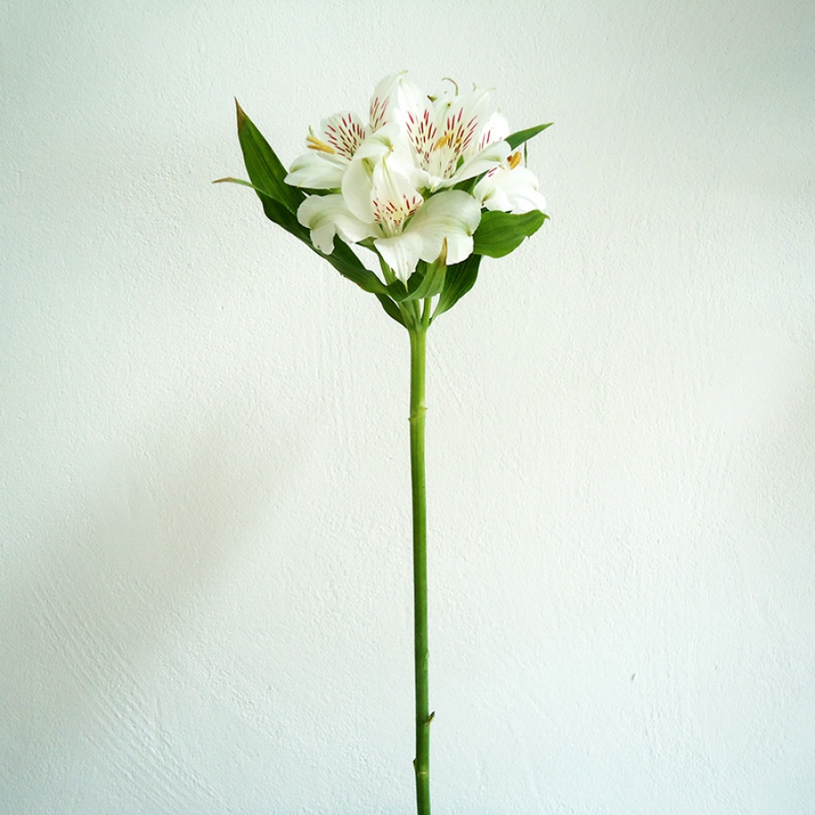 Cultivo da Astromélia no Brasil como Flor de Corte – Mundo Ecologia