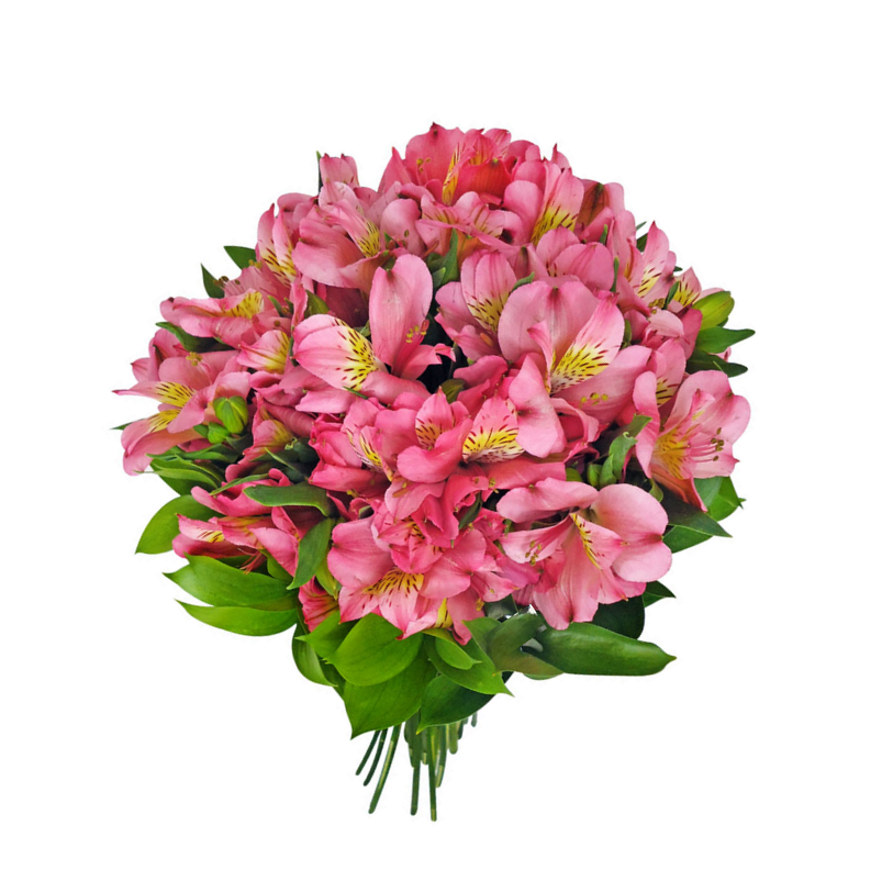 Flor Astromélia Rosa: Características, Cultivo, Nome Científico e Fotos ...