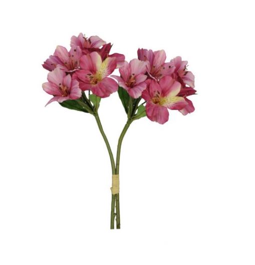 Flor Astromélia Rosa: Características, Cultivo, Nome Científico e Fotos ...