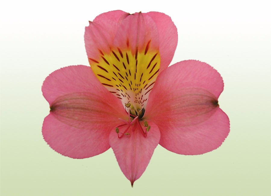Flor Astromélia Rosa: Características, Cultivo, Nome Científico e Fotos ...