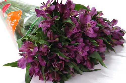 Flor Astromélia Roxa: Características, Cultivo, Nome cientifico e Fotos ...