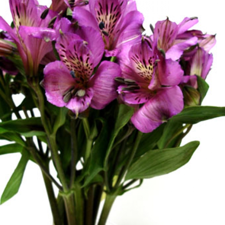 Flor Astromélia Roxa: Características, Cultivo, Nome cientifico e Fotos ...