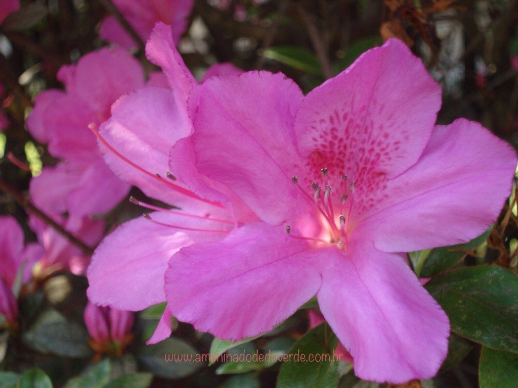 Azaléia, Características Morfológicas, Nome Cientifico e Diâmetro ...