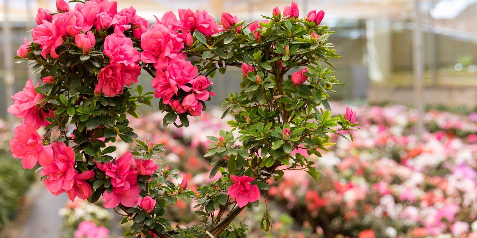 Azaléia, Características Morfológicas, Nome Cientifico e Diâmetro ...