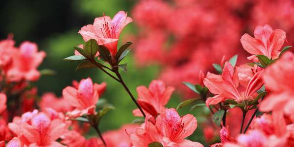Azaléia, Características Morfológicas, Nome Cientifico e Diâmetro ...