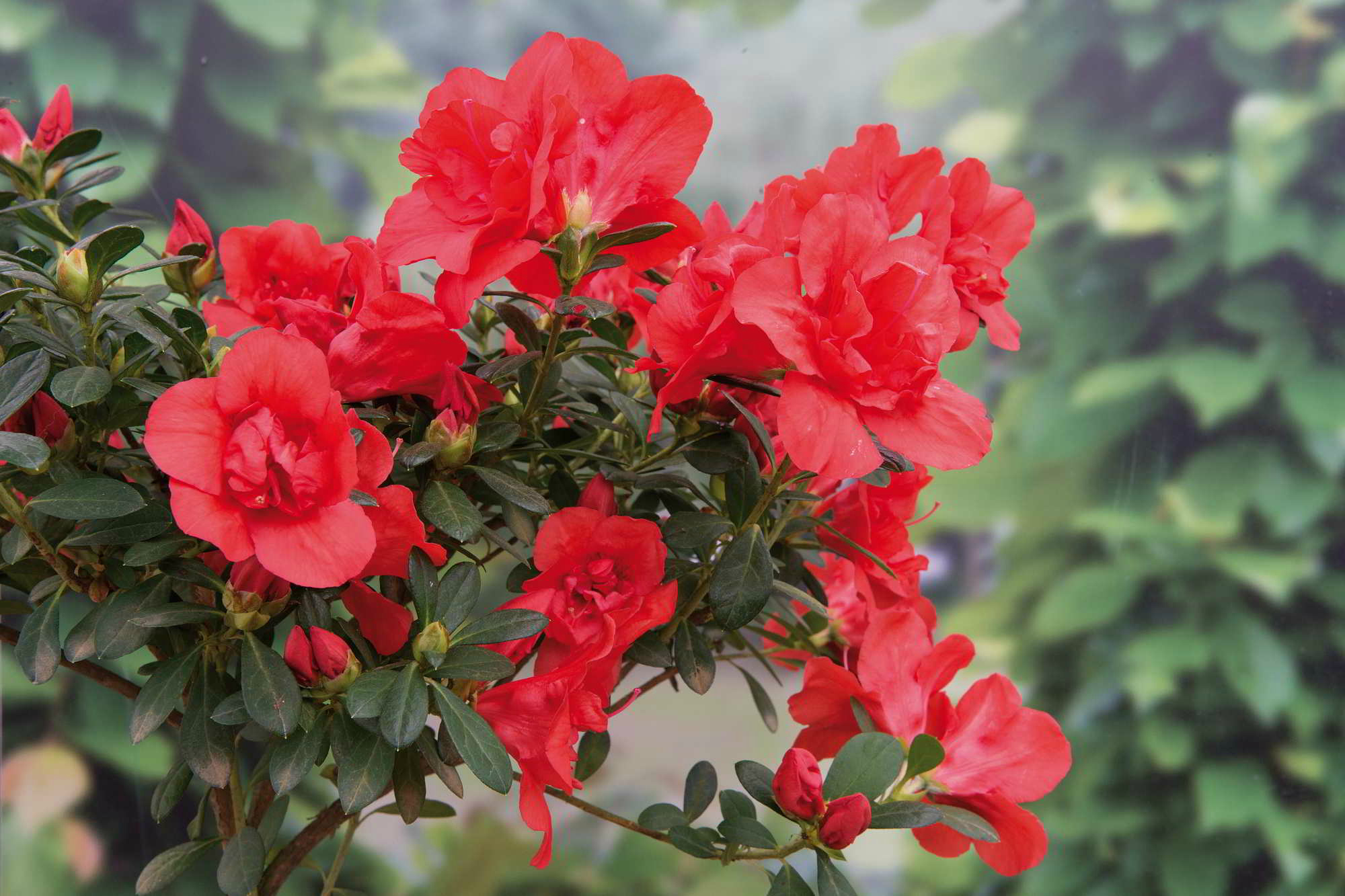 Azaléia, Características Morfológicas, Nome Cientifico e Diâmetro ...