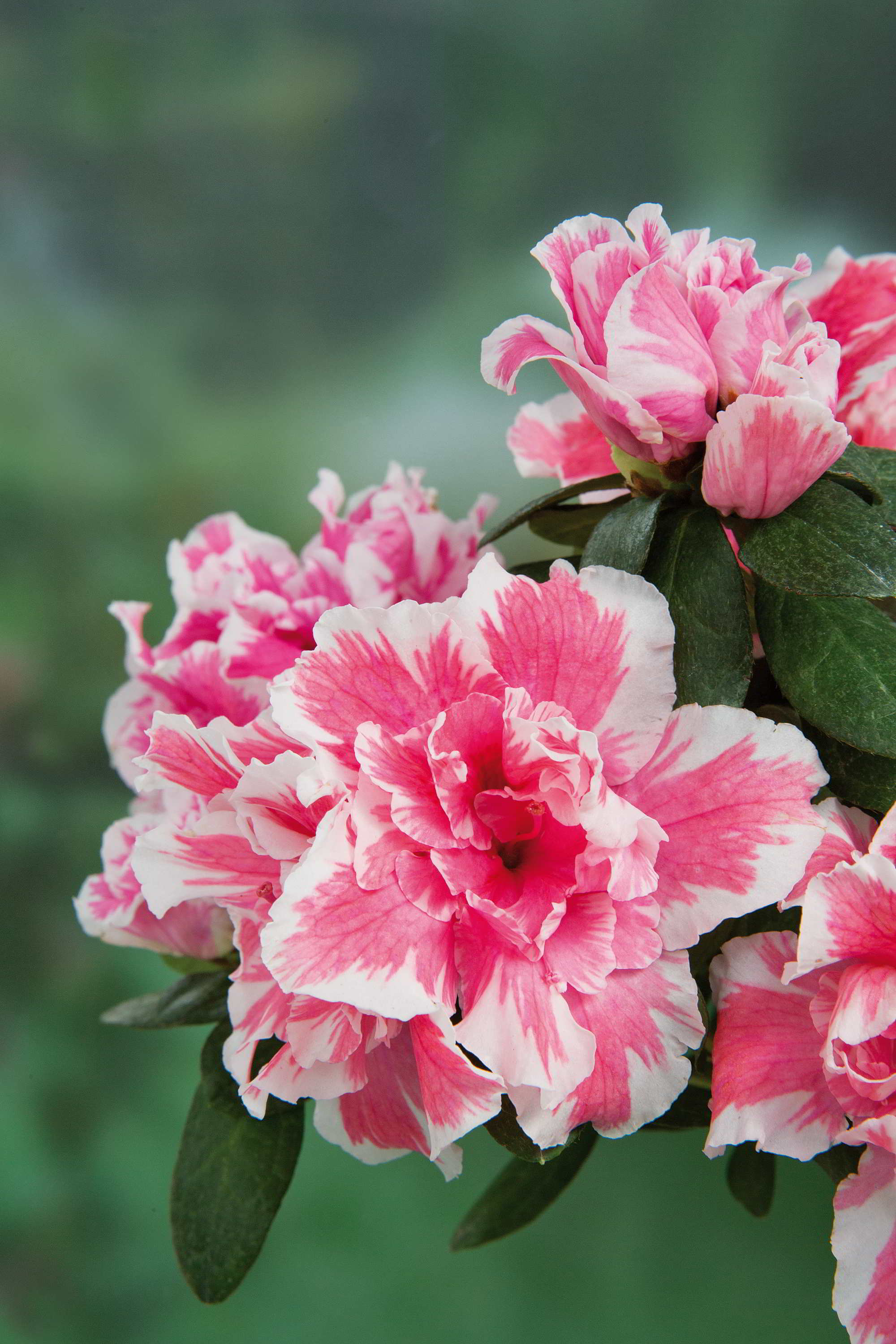 Azaléia, Características Morfológicas, Nome Cientifico e Diâmetro ...