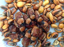 Besouro Metrius Contractus: Características, Nome Científico e Fotos ...