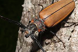 Besouro: Reino, Filo, Ordem, Superordem e Classificação Científica ...