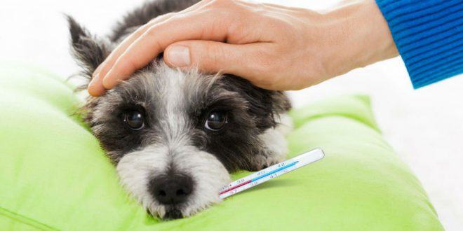 Quais os Sintomas de um Cachorro Doente? | Mundo Ecologia