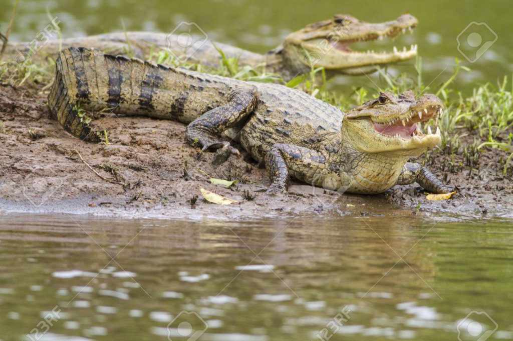 Tudo Sobre Jacaré: Características, Nome Cientifico e Fotos – Mundo ...