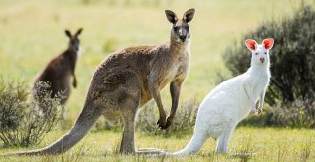 Comportamento do Canguru, Hábitos e Modo de Vida do Animal | Mundo Ecologia