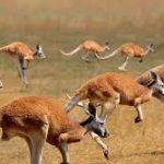 Ficha Técnica do Canguru: Peso, Altura, Tamanho e Imagens – Mundo Ecologia