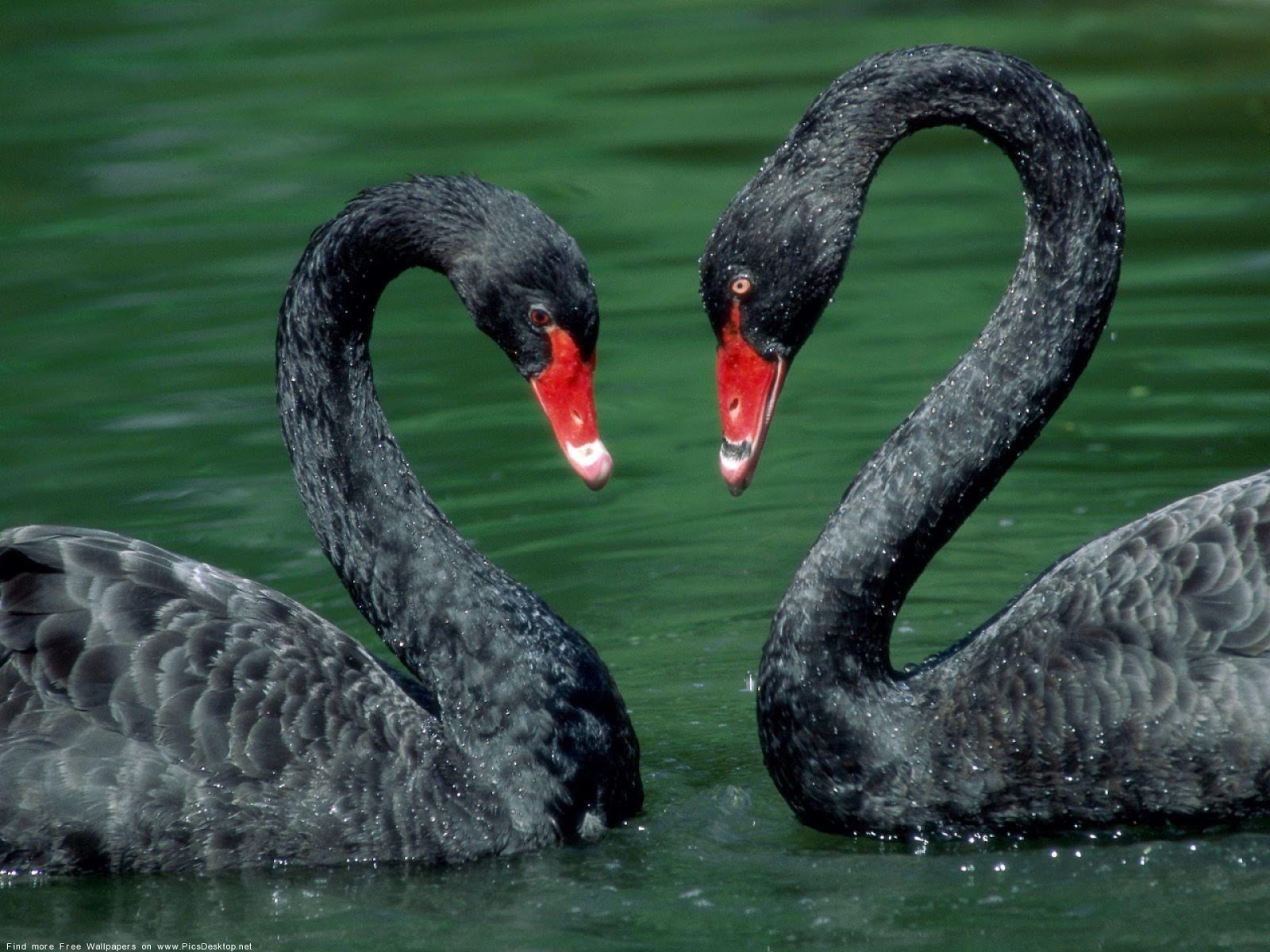 Cisne Negro: Características, Nome Científico e Fotos – Mundo Ecologia