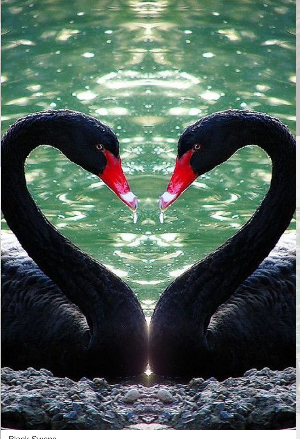 Cisne Negro: Características, Nome Científico e Fotos – Mundo Ecologia