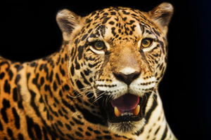 Reprodução da Onça: Filhotes e Período de Gestação – Mundo Ecologia