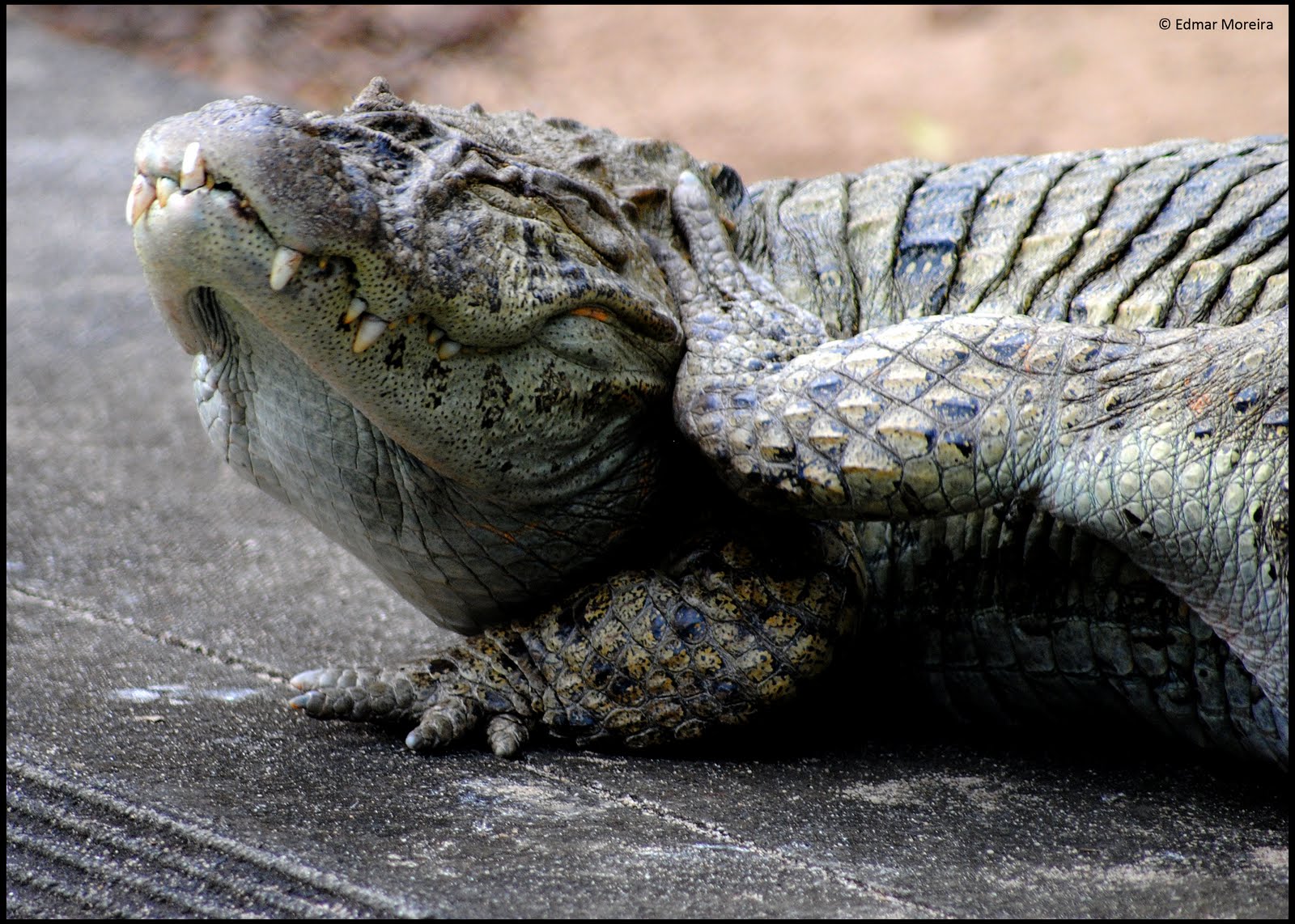 Tudo Sobre Jacaré: Características, Nome Cientifico e Fotos – Mundo ...