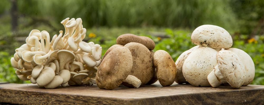 Como é Chamada a Parte Comestível do Cogumelo Champignon? | Mundo Ecologia