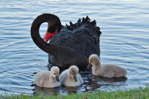 Cisne Negro: Características, Nome Científico e Fotos – Mundo Ecologia
