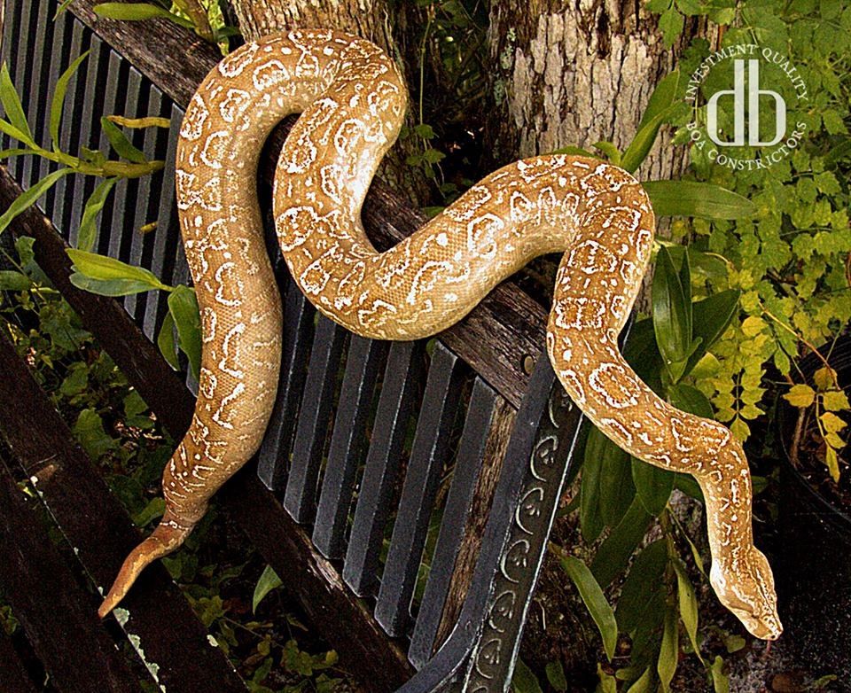 Cobra Boa Constrictor Occidentalis: Características e Fotos | Mundo ...