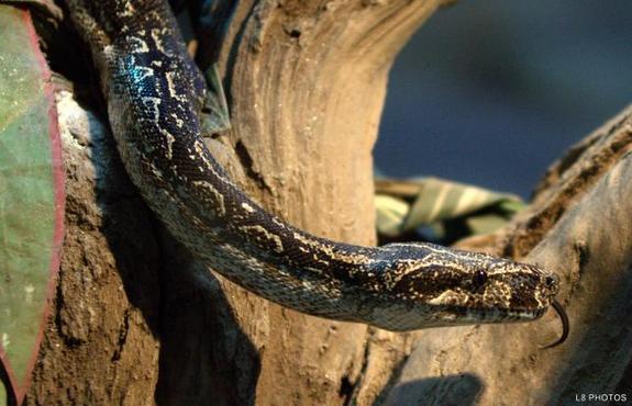 Cobra Boa Constrictor Occidentalis: Características e Fotos | Mundo ...
