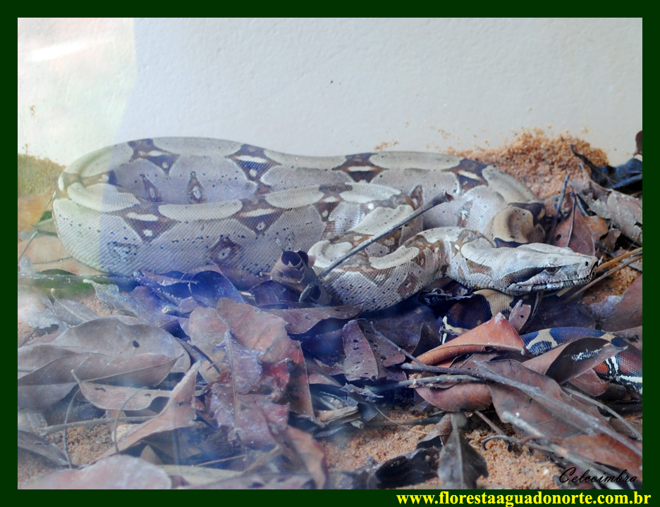 Cobra Boa Constrictor Occidentalis: Características e Fotos | Mundo ...