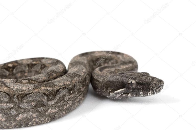 Cobra Boa Constrictor Occidentalis: Características e Fotos | Mundo ...