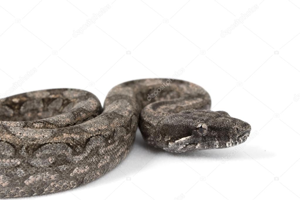Cobra Boa Constrictor Occidentalis: Características e Fotos | Mundo ...