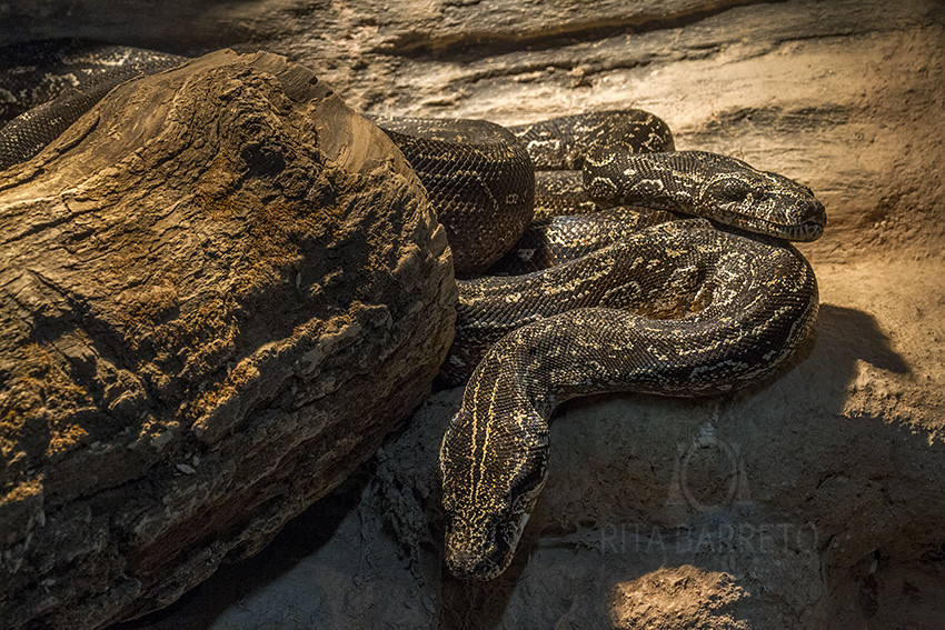 Cobra Boa Constrictor Occidentalis: Características e Fotos | Mundo ...