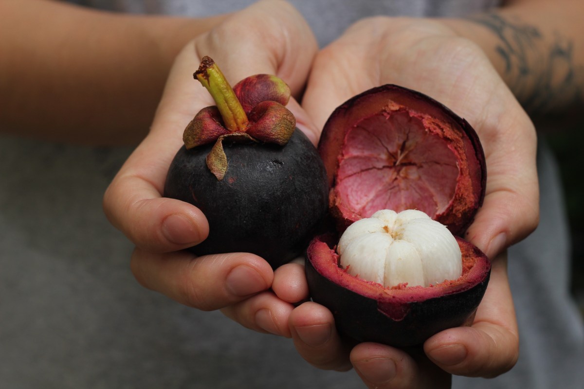 Fruta Mangostão, Como Comer e Onde Comprar | Mundo Ecologia