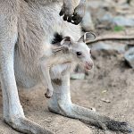 Ficha Técnica do Canguru: Peso, Altura, Tamanho e Imagens – Mundo Ecologia