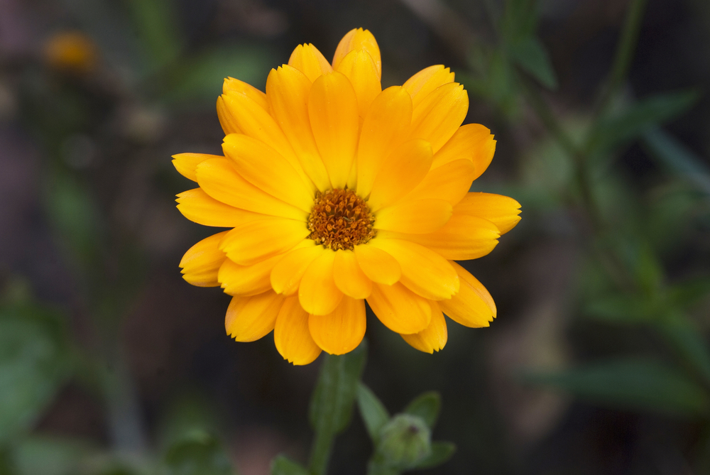 Tudo Sobre a Calêndula: Características, Nome Cientifico e Fotos ...