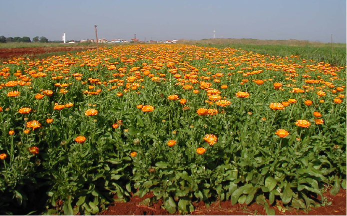 Tudo Sobre a Calêndula: Características, Nome Cientifico e Fotos ...