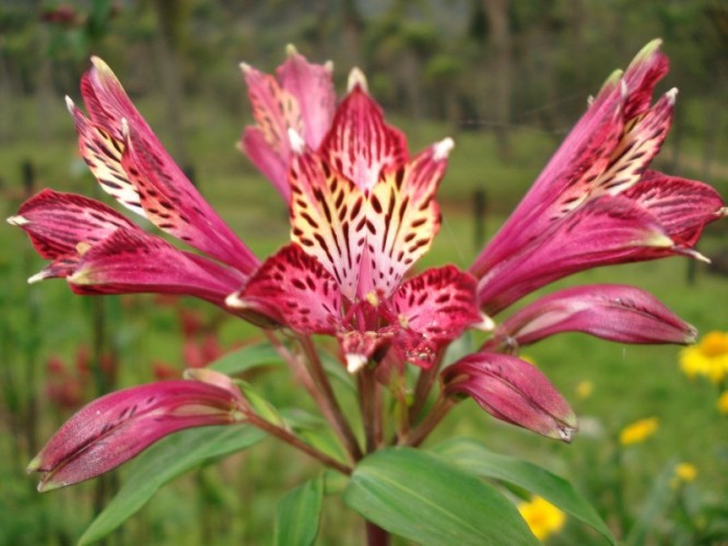 Flor Astromélia Rosa: Características, Cultivo, Nome Científico e Fotos ...