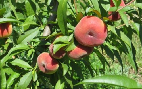 Pêssego Chiripá: Calorias, Benefícios, Nome Cientifico e Fotos | Mundo ...