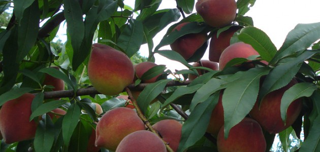 Pêssego Chiripá: Calorias, Benefícios, Nome Cientifico e Fotos | Mundo ...