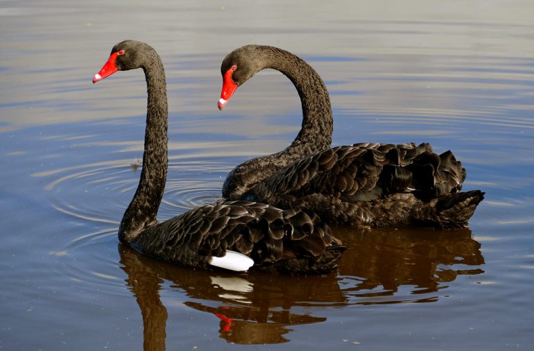 Reprodução do Cisne: Filhotes e Período de Gestação | Mundo Ecologia