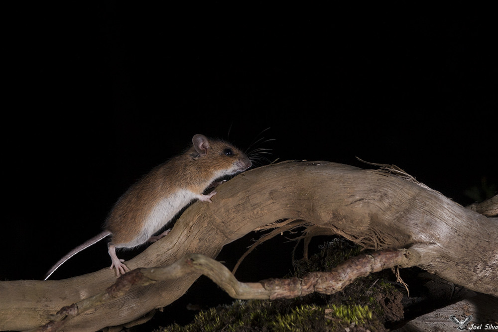 Rato do Campo: Características, Tamanho, Nome Científico e Fotos ...
