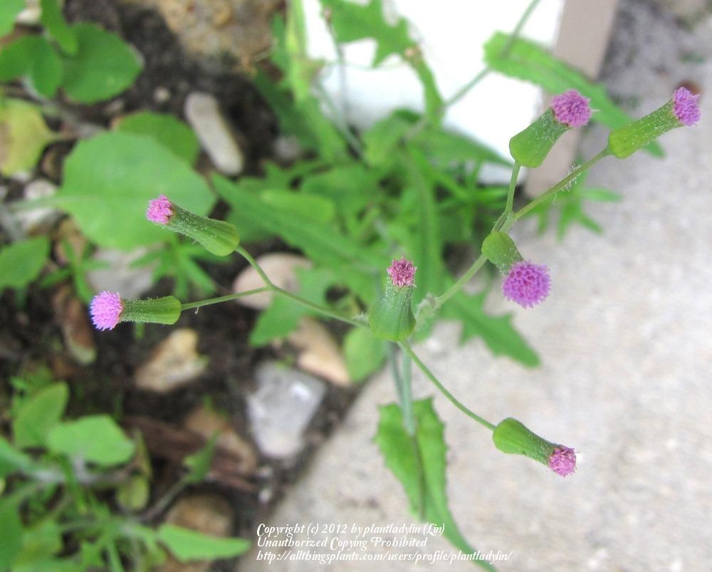 Tudo Sobre a Bela-Emília: Características, Nome Científico e Fotos ...