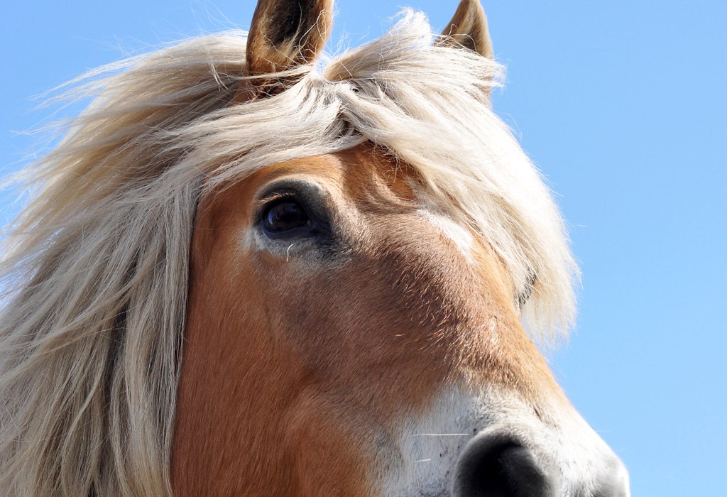 Raça de Pônei Exmoor: Características, História, Origem e Fotos – Mundo ...