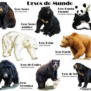 Lista de Espécies de Ursos de A a Z e Tipos Existentes Com Fotos ...