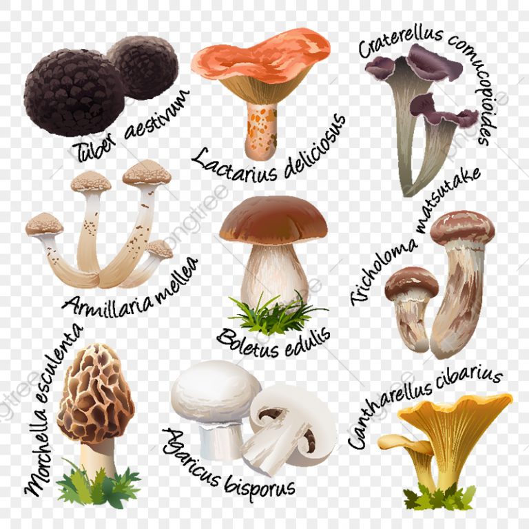 Tudo Sobre O Cogumelo Características Nome Científico E Fotos Mundo