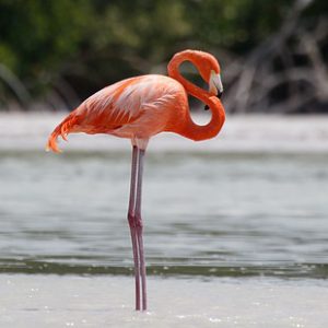 Flamingo Americano: Características, Nome Cientifico e Fotos | Mundo ...